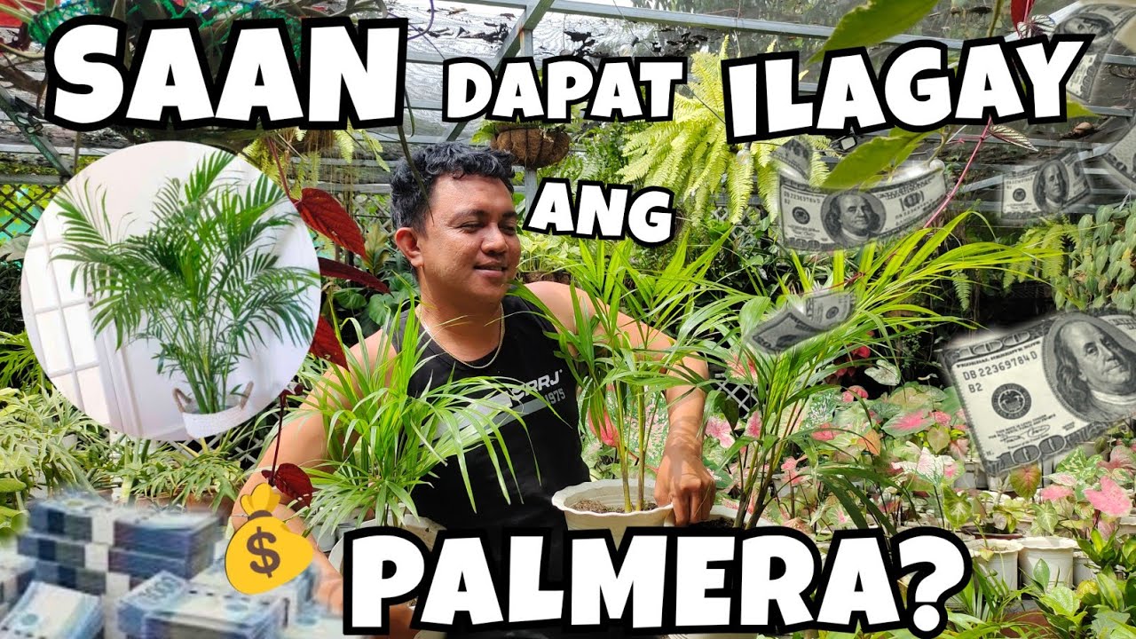 WHERE YOU SHOULD PLACE YOUR PALMERA PLANTS? |FOR GOOD LUCK & BENIFICIAL ...
