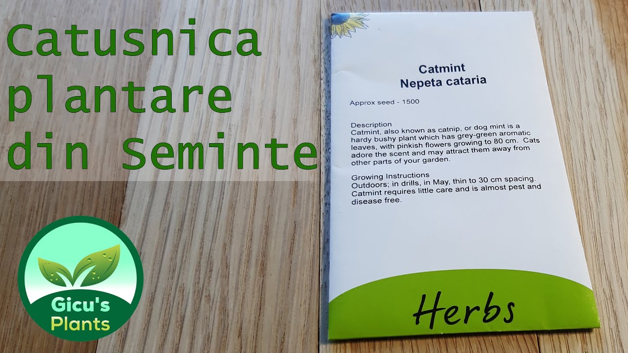 Plantez Catusnica din seminte - YouTube