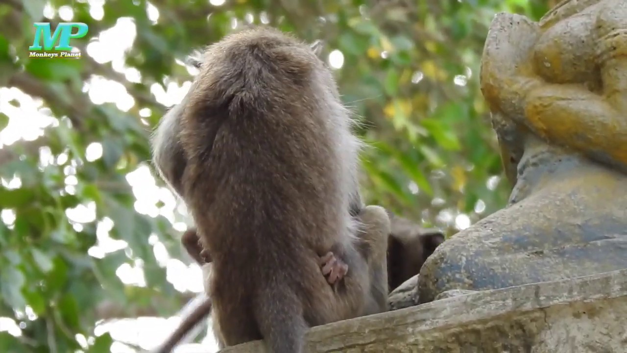 God help Young Monkey Grab Tiny Baby Alicia For Beat Down Long Time YouTube god-help-young-monkey-grab-tiny-baby-alicia-for-beat-down-long-time-youtube