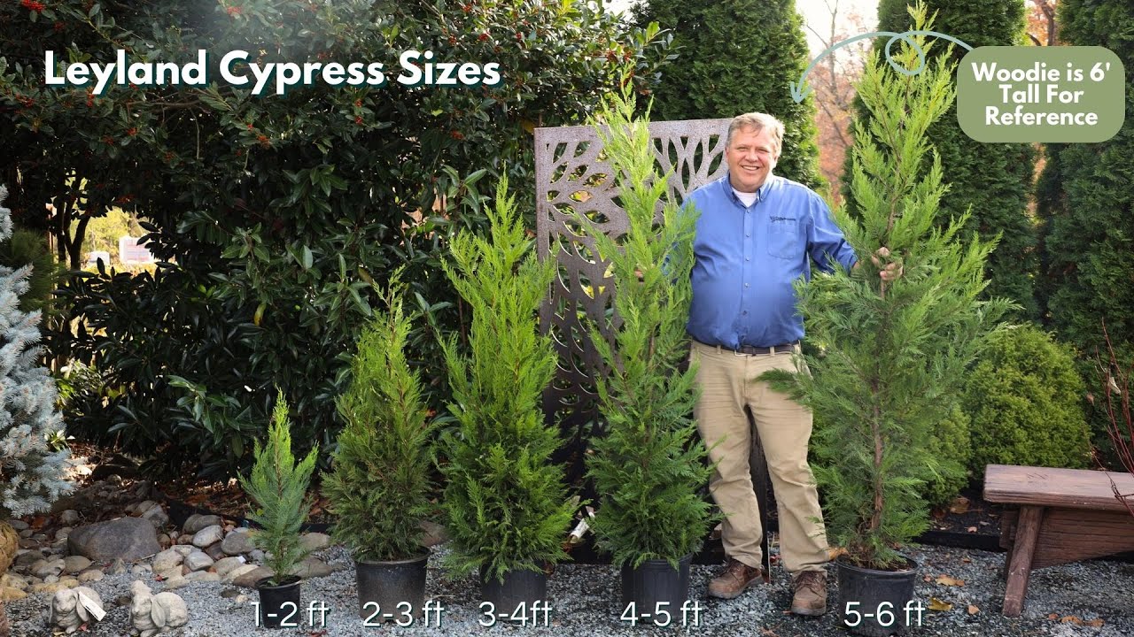 How To Measure Evergreen Trees - YouTube