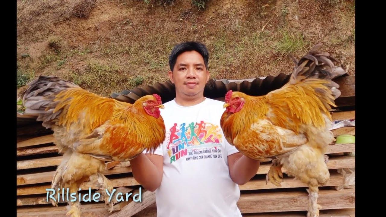 Brahma Chickens - YouTube