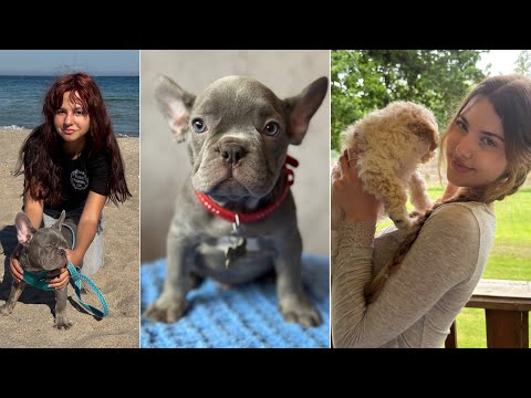 МЫ КУПИЛИ СОБАКУ! Первые дни с щенком французского бульдога! French bulldog puppy vlog 🐾