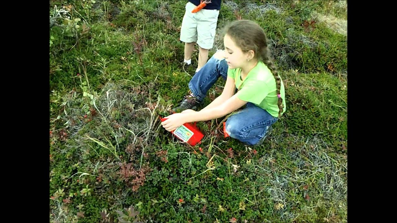 Berry Picking in Anchorage Alaska - YouTube