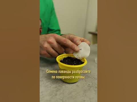 Простой способ вырастить лаванду - YouTube