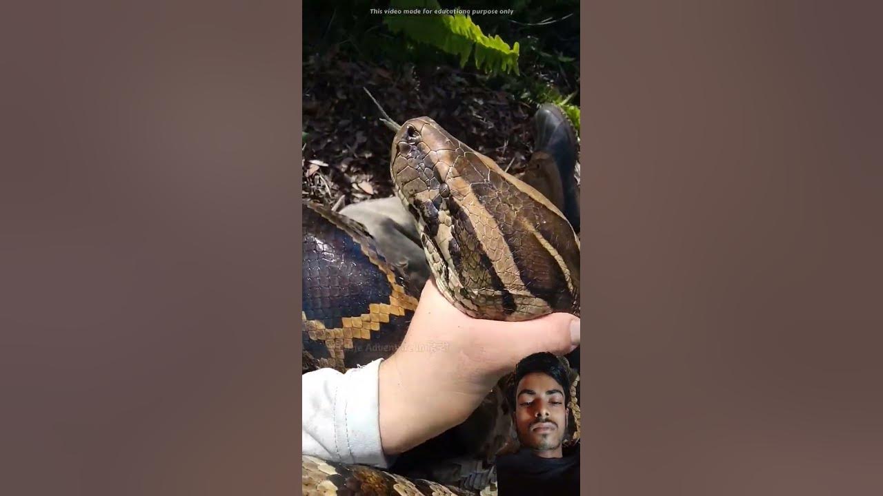 #snake #pythonsnake #cobra #snakehandling #facts #bigpython #reptiles #giantpython #animals ...