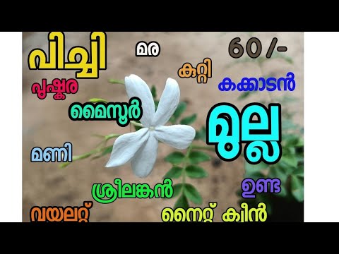 pichi mulla 60/- whtsp9847405270 - YouTube