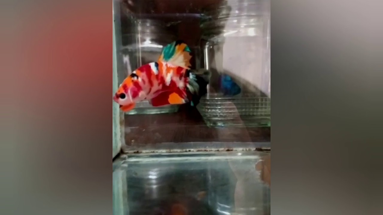 Ikan Cupang || Cupang Nemo || Nemo Multi || Hobi Cupang || Jual Ikan ...