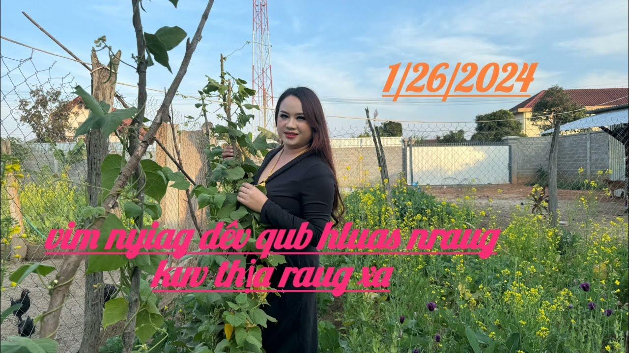 nyiag deev qub hluas nraug kuv thiaj raug xa 1/26/2025 - YouTube