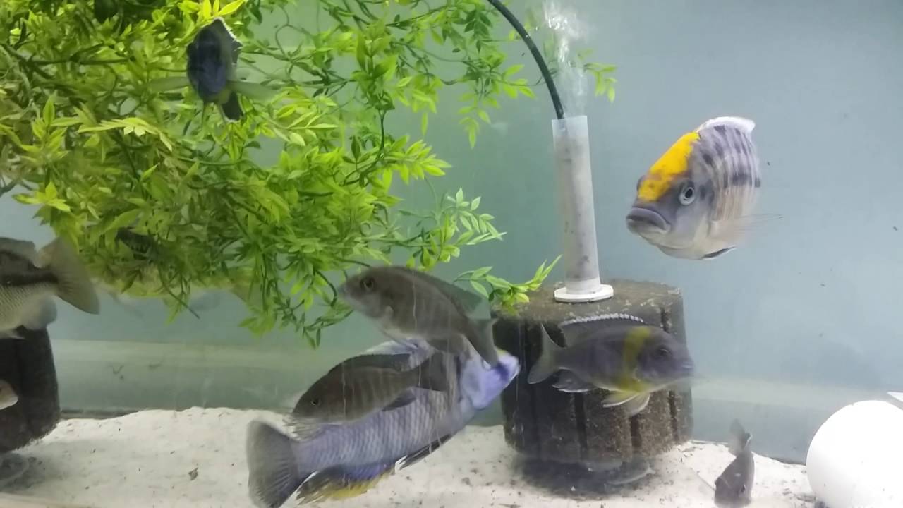Protomelas Spilonotus Mara Rocks - YouTube