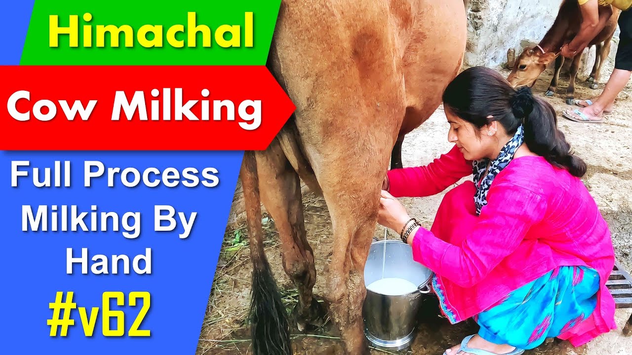 Speed Cow milking by hand || Dairy Farm Damrog solan #india #farming # ...