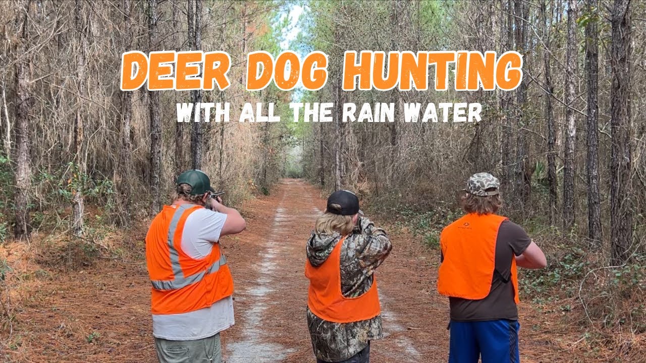 DEER DOG HUNTING | DEER HUNTING AFTER ALL THE RAIN - YouTube