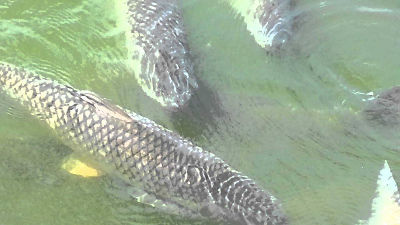 Pankouri(Cormorant, fish eating bird), is being chased by fishes at ...