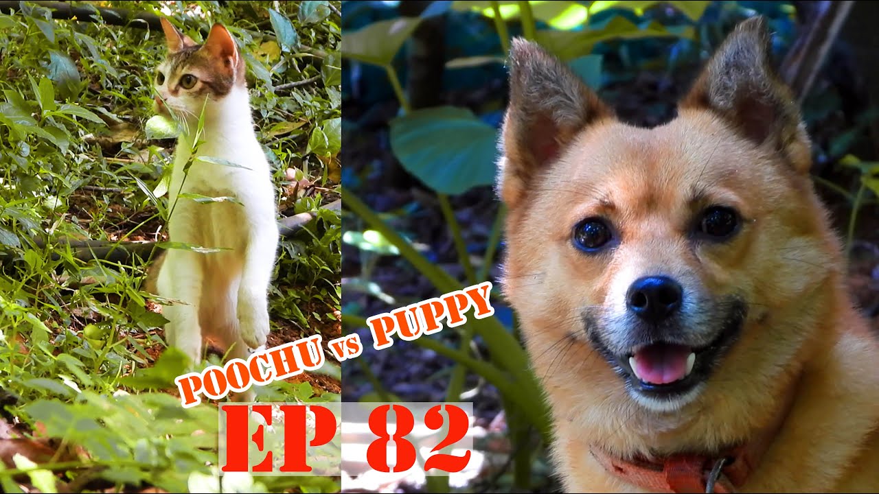 മീങ്കഥ | Puppy Kuttan Webseries EP 82 | Malayalam comedy talking dog ...