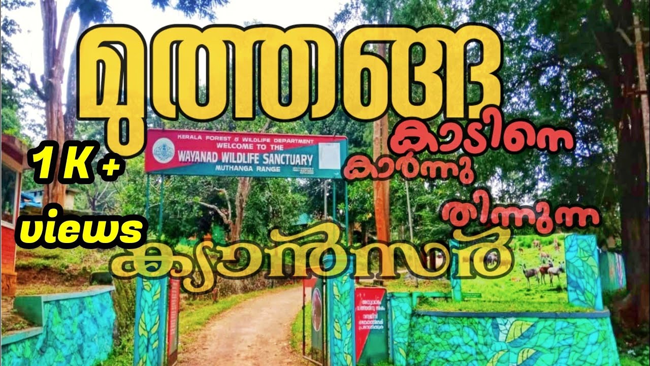 Muthanga forest | മുത്തങ്ങ |Wayanad | muthanga wildlife sanctuary ...