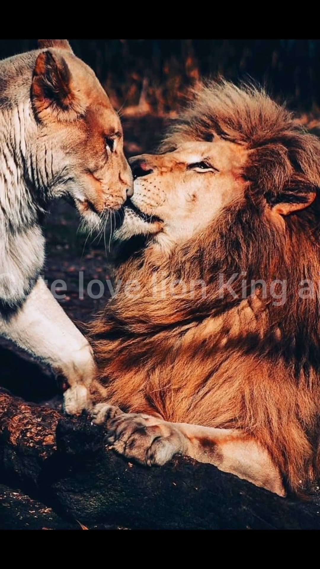 "Lovable Lion: An AI Tale of Affection Inspired by The Lion King#song# ...