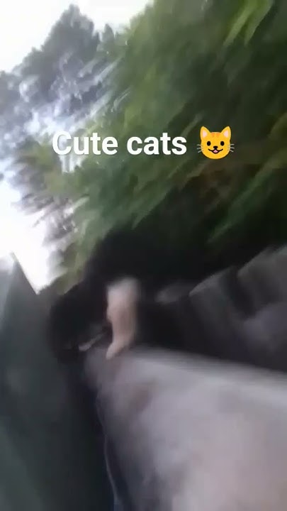 Kittys😺😺😺 Youtube