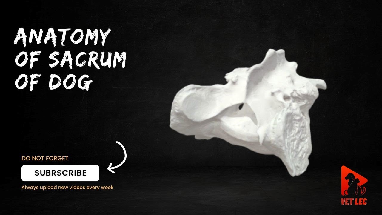 Sacrum of dog | Anatomy of sacrum of dog | Osteology of sacrum of ...
