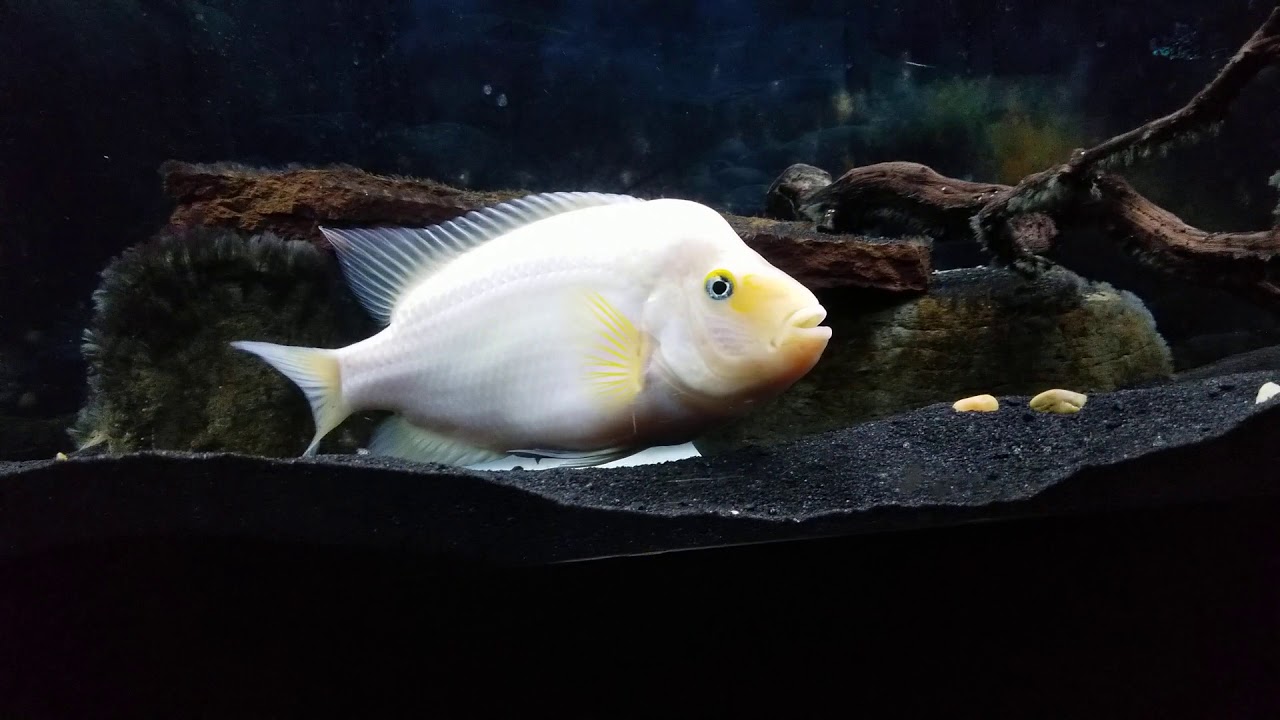 Amphilophus Sagittae