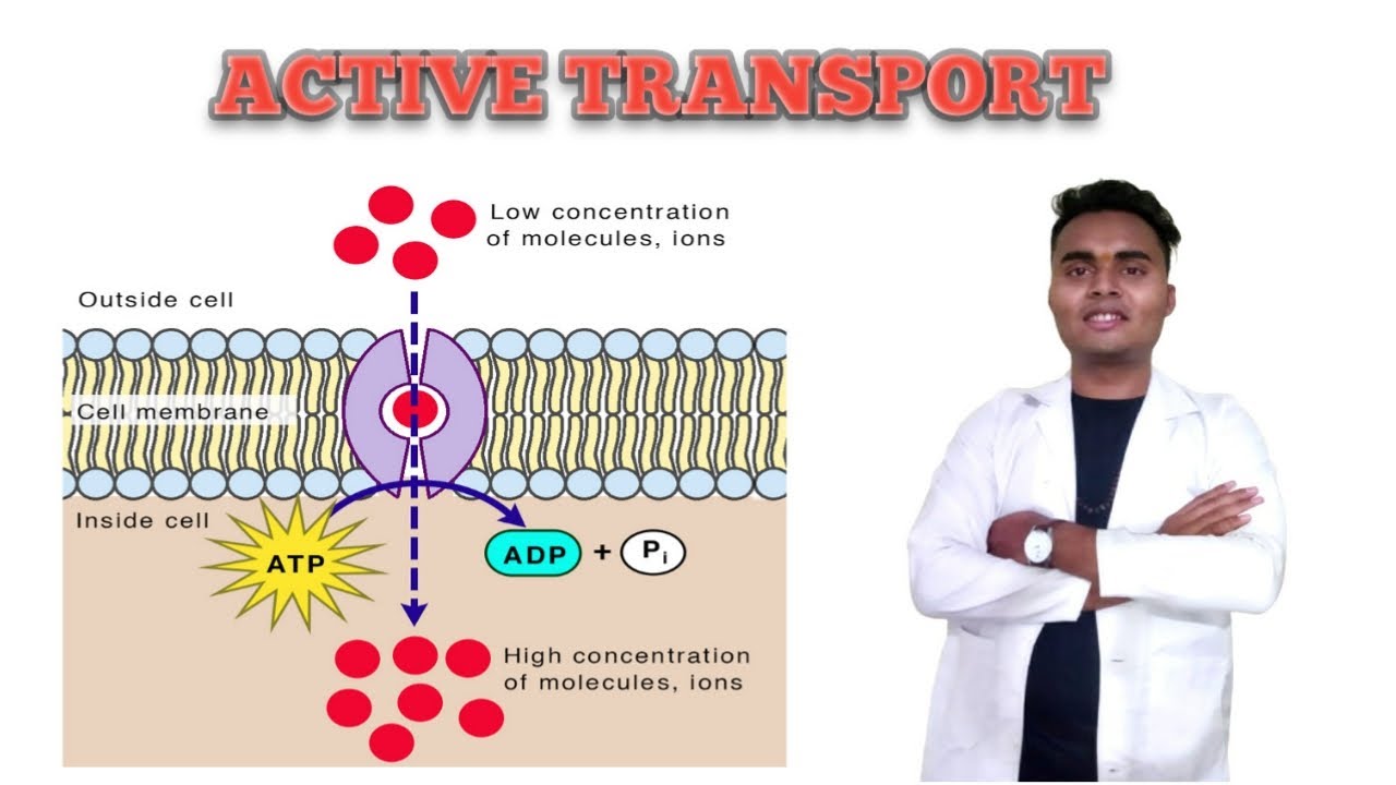 WHAT IS ACTIVE TRANSPORT THROUGH CELL MEMBRANE ?? || HOW MANY TYPES OF ...
