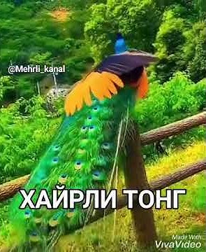 Sehrli Tustovuq 👍 - YouTube