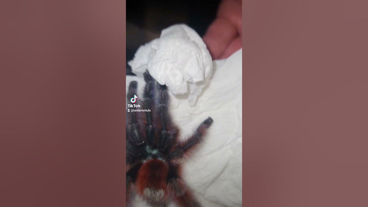 Unboxing a tarantula. Mature male Carabina versicolor. - YouTube