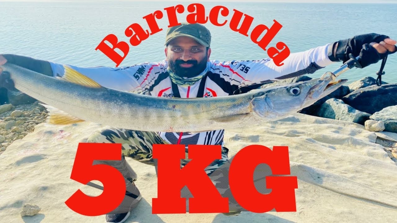 Barracuda catch /UAE fishing/shore fishing UAE/ Abu Dhabi fishing - YouTube