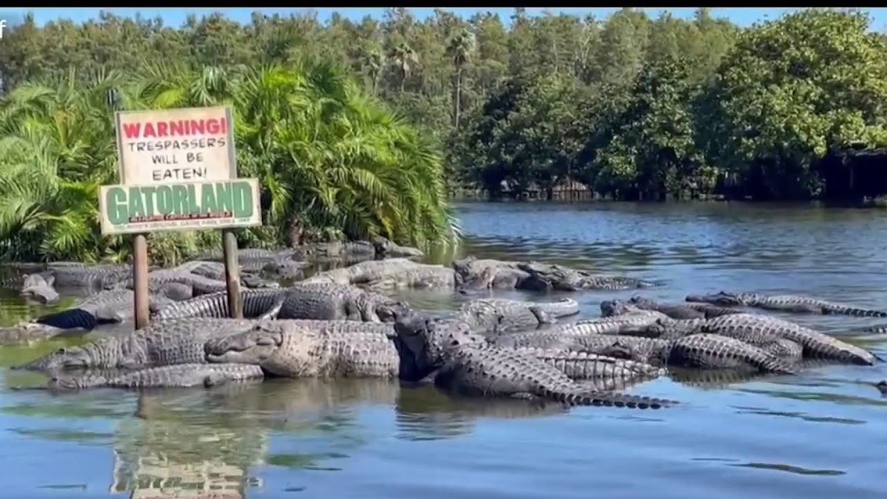 Gatorland's gators stayed put during Hurricane Ian. Now the park is ...