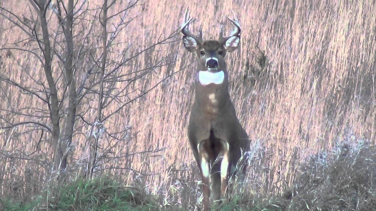 IA Reapers: The Beginning - YouTube