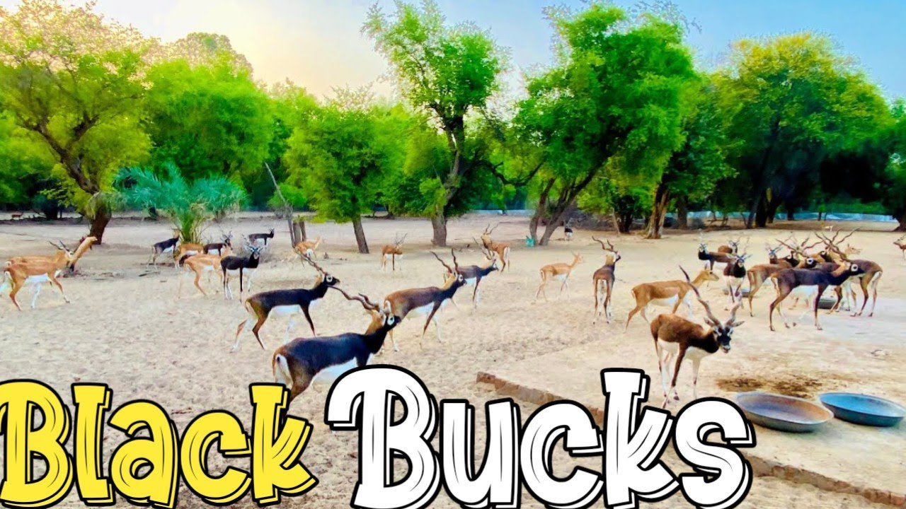 Pakistan Biggest Black Buck Deer Farm - YouTube