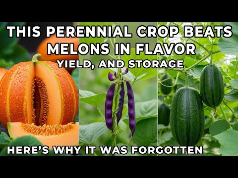 This Perennial Crop Beats Melons in Flavor, Yield, and Storage—Here’s Why It Was Forgotten