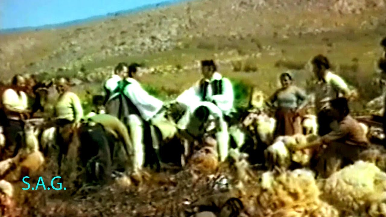 ΚΟΥΡΕΜΑ ΓΙΔΟΠΡΟΒΑΤΩΝ - ΣΩΤΗΡΗΣ ΣΓΟΥΡΟΣ ΚΑΙ ΠΑΡΕΑ - ΣΤΗ ΣΤΑΝΗ ΤΟΥ ΑΡΙΣΤ ...