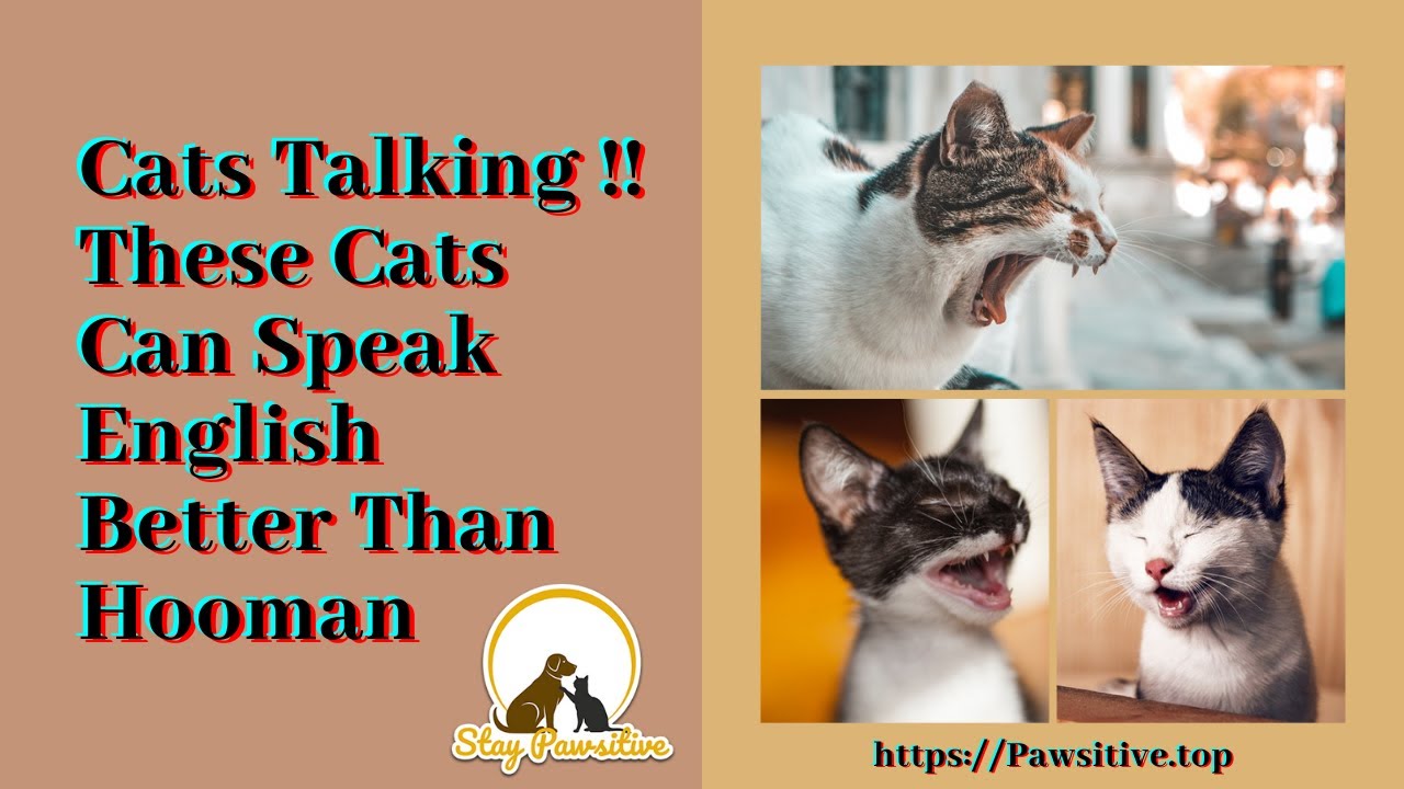 Funny Cats Talking | These Cats Can Speak English Better Than Hooman ...
