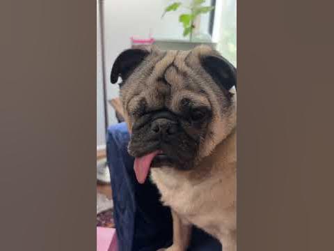Pug pug pug on the couch #pugsandor - YouTube