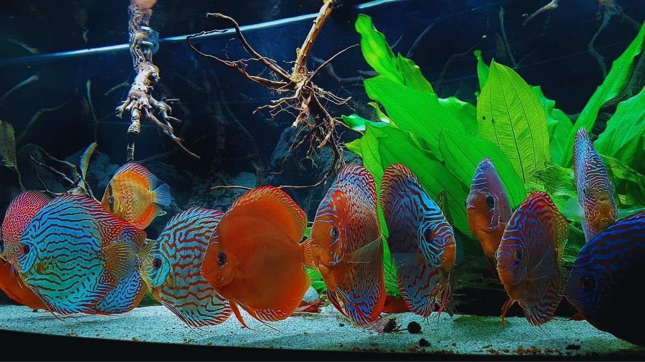300 Gallon Discus Planted Tank | Beautiful Discus Varieties - YouTube