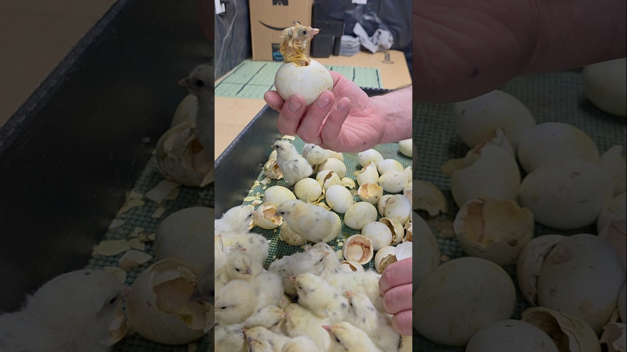 Zombie Chicks | White Leghorn X Ayam Cemani. - YouTube