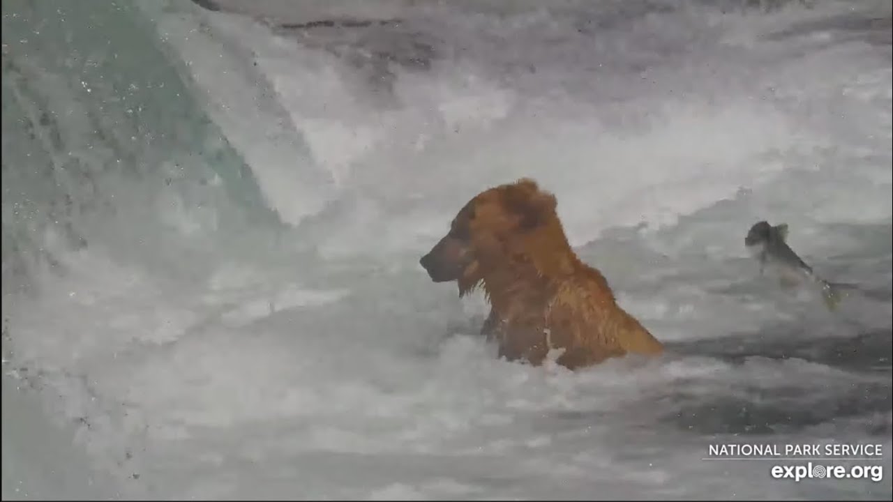 208 Has Many Fish to Choose From - July 19, 2024 (explore.org) - YouTube