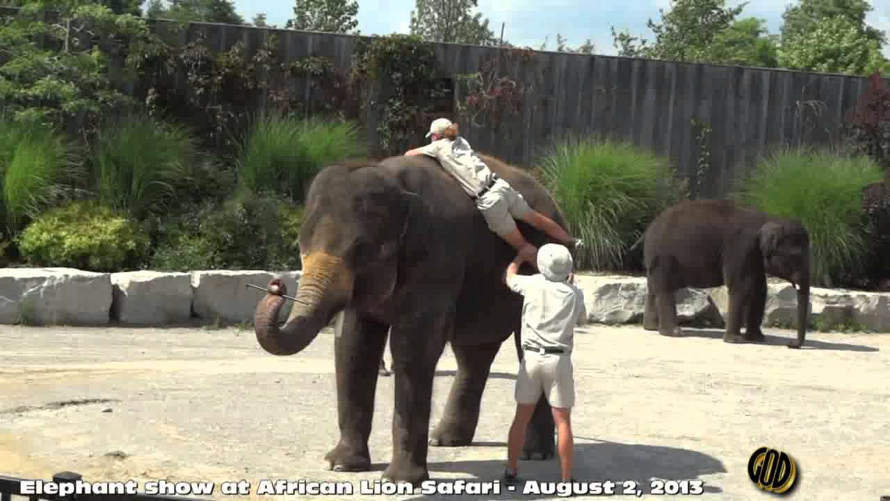Elephant show at African Lion Safari in Canada - 2013 August 2 - YouTube