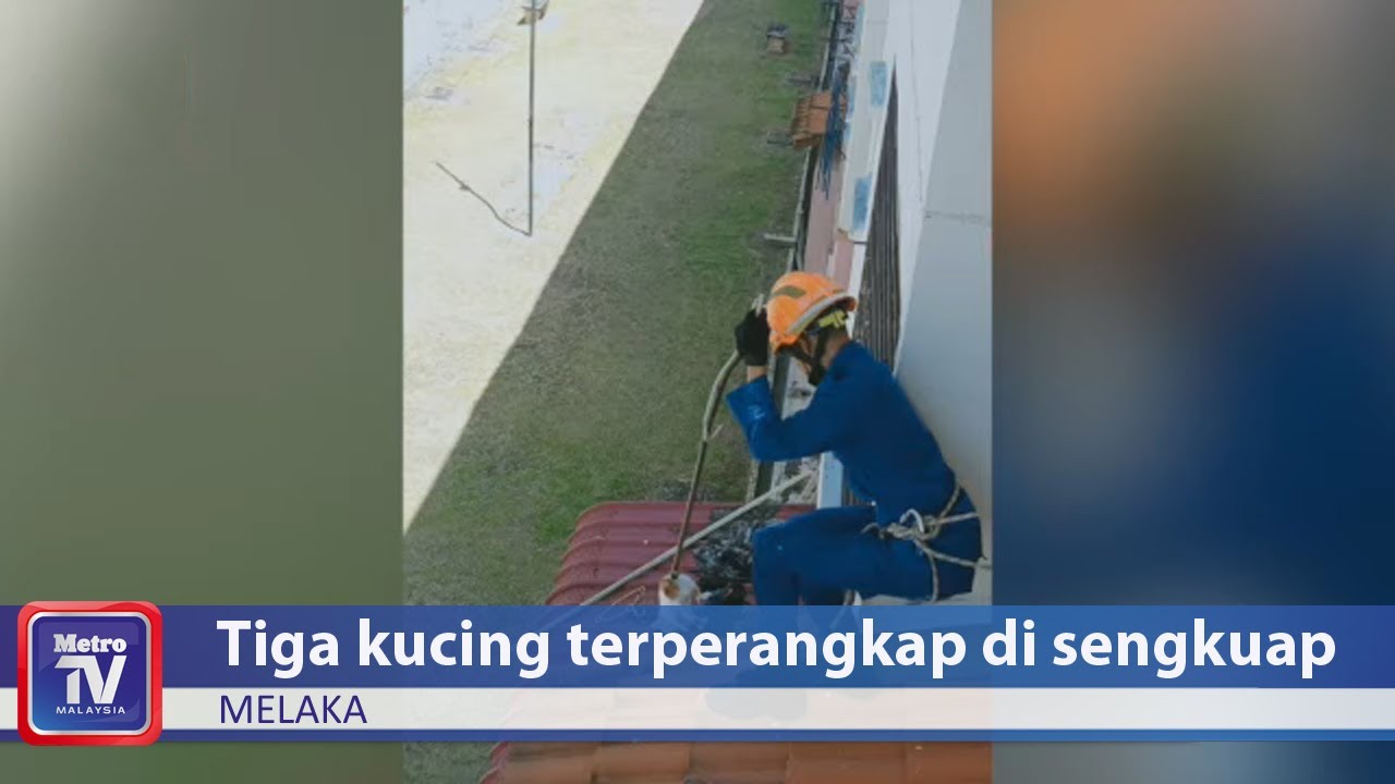 Selamatkan tiga kucing terperangkap di sengkuap - YouTube