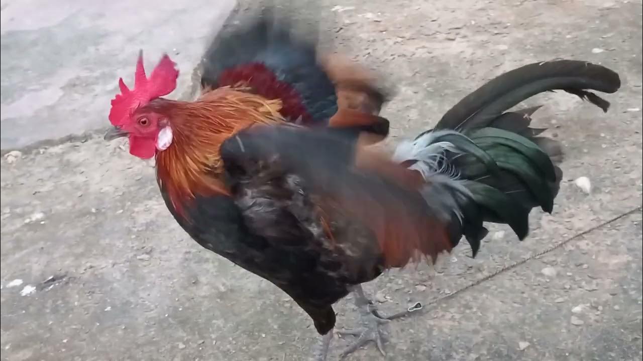 6 10) Saib qaibf2 pib khav lawm nawb . 2024 - YouTube