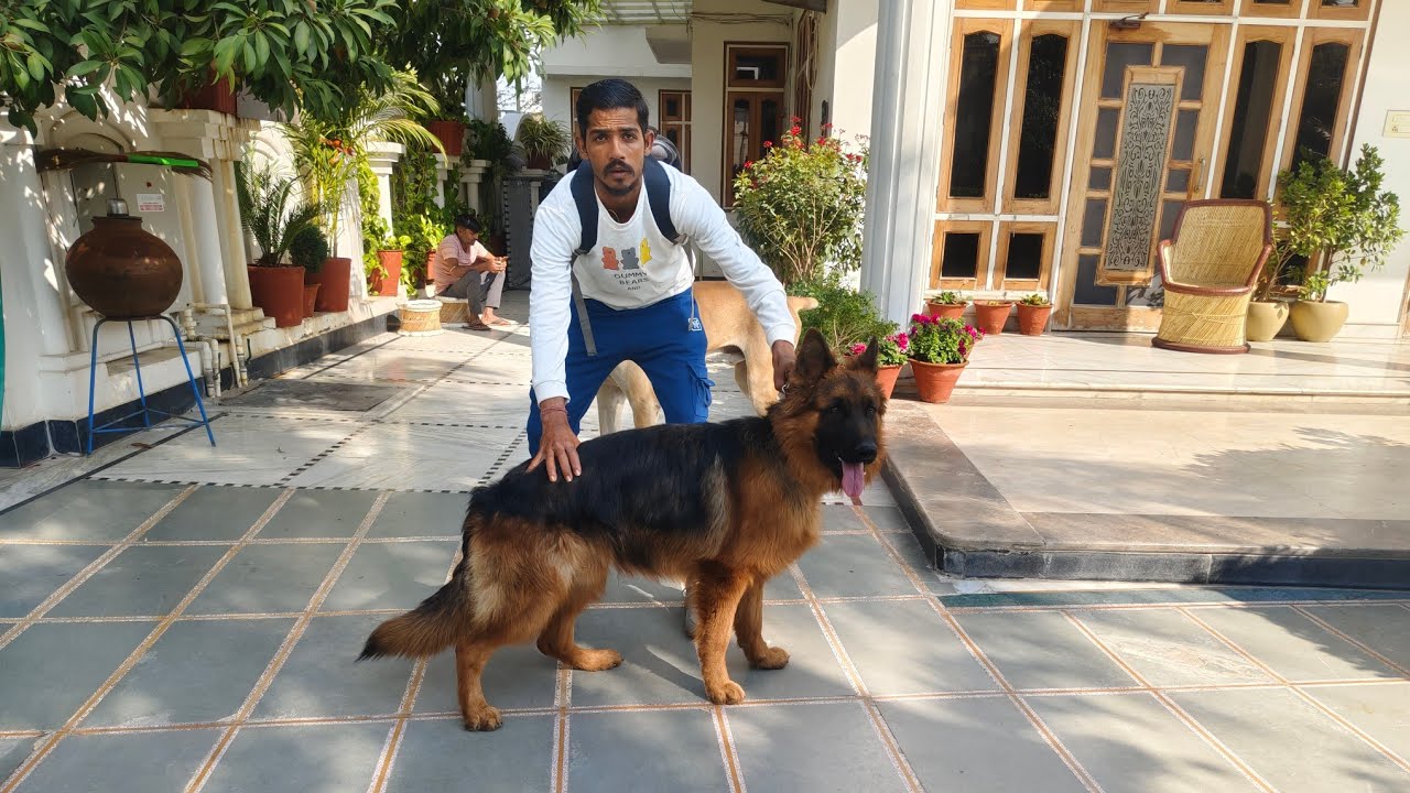 labera You can do dog training barking in 5 steps, see - YouTube