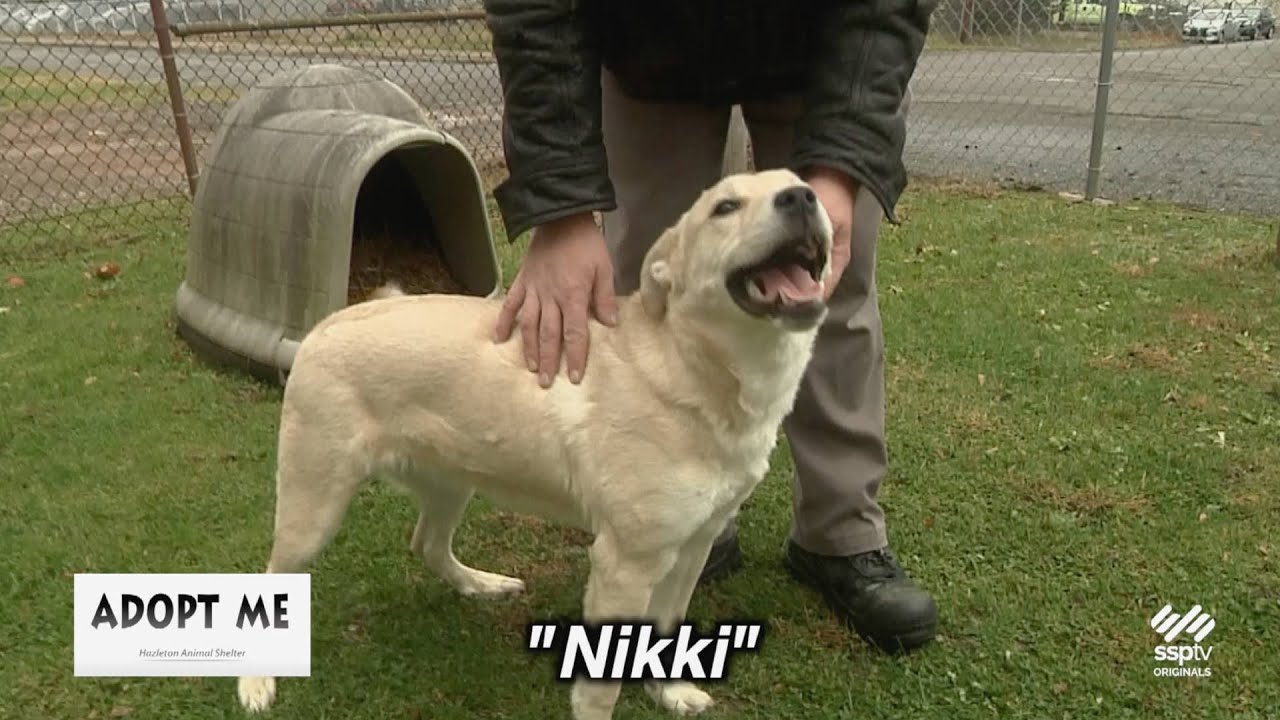 Hazleton Animal Shelter's "Adopt Me" - November 24, 2025 - YouTube