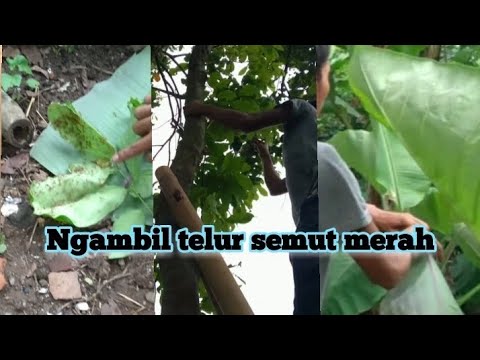 telur semut merah besar besar di makan lagi - YouTube