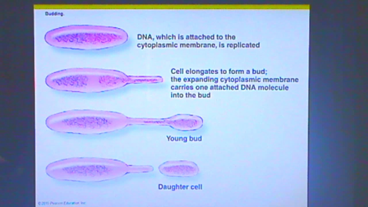 Lecture 8 Characteristics and Classification of Prokaryotes - YouTube