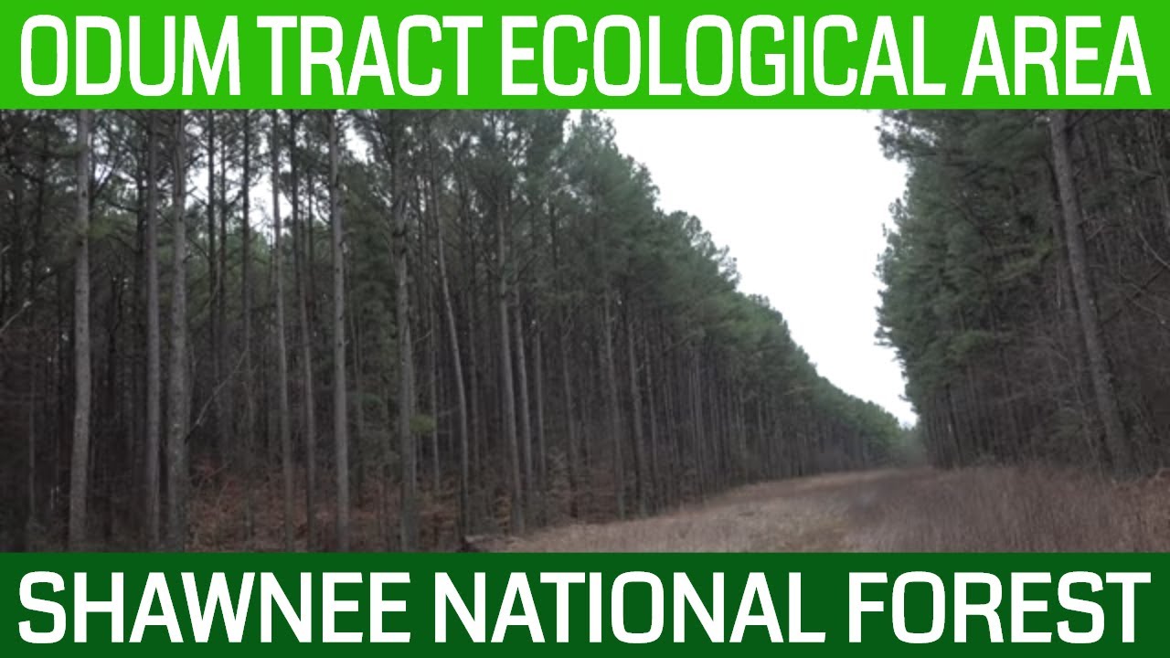 Finding Old Settlement at Odum Tract in Shawnee National Forest - YouTube