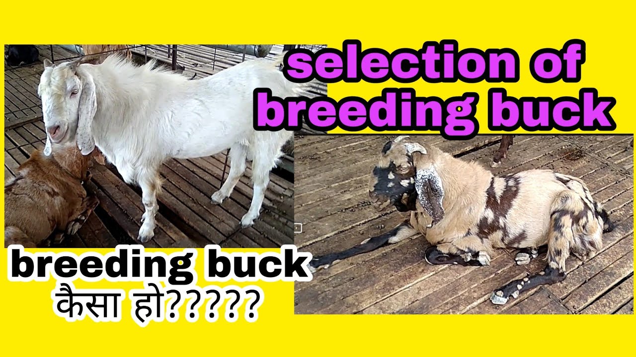 KGF - Selection of breeding buck - YouTube