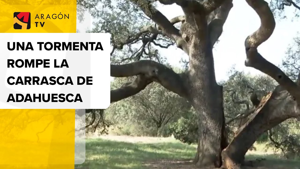 Una tormenta rompe la carrasca de Adahuesca - YouTube