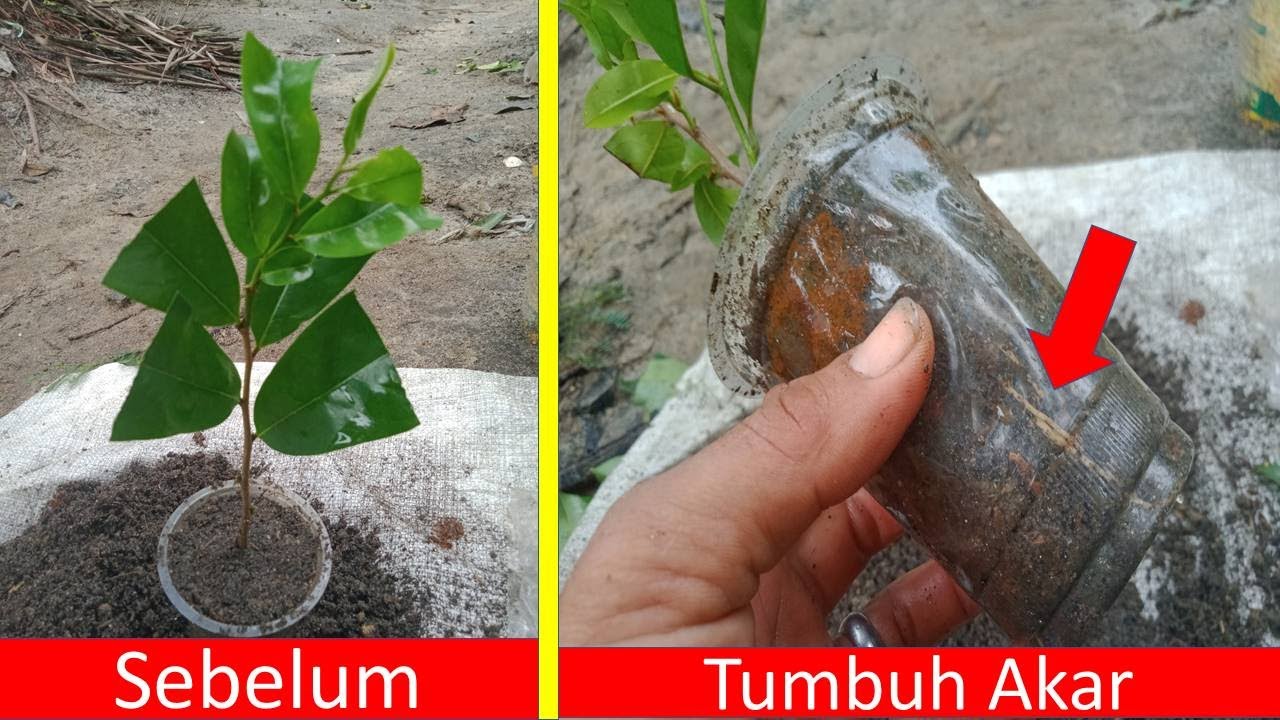 Tips Anti Gagal Stek Pucuk Batang Sirsak Tumbuh Akar - YouTube