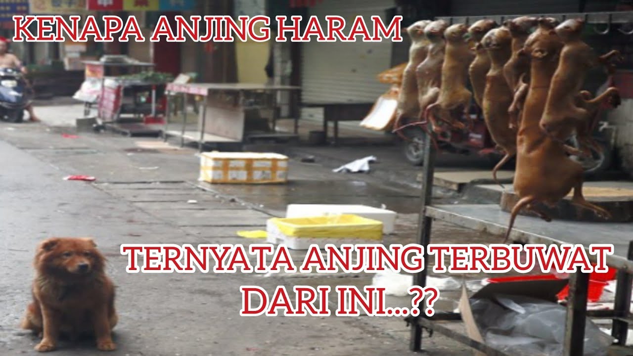 KENAPA ANJING HARAM....TERNYATA ANJING TERBUWAT DARI...??? - YouTube