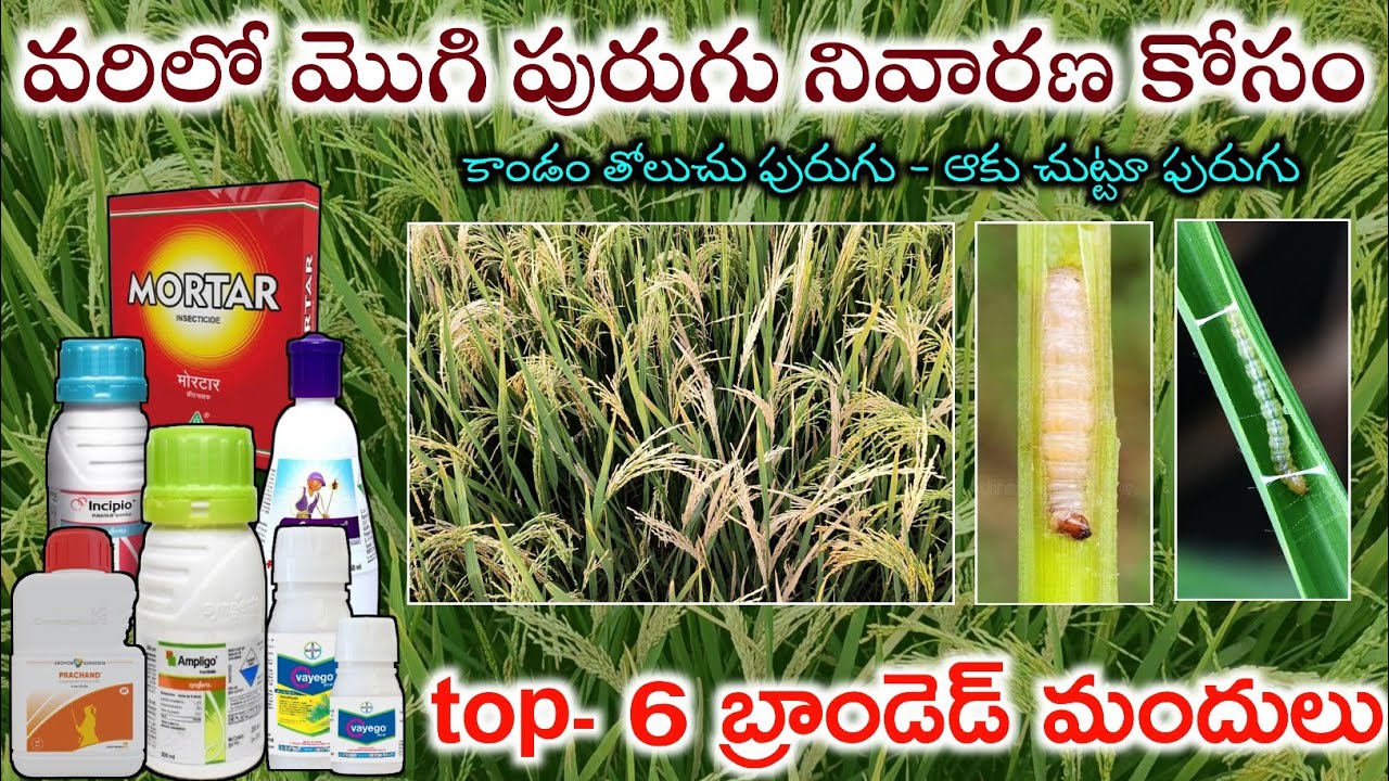 వరిలో top- 6 పురుగు మందులు | coromandel prachand | syngenta incipio ...