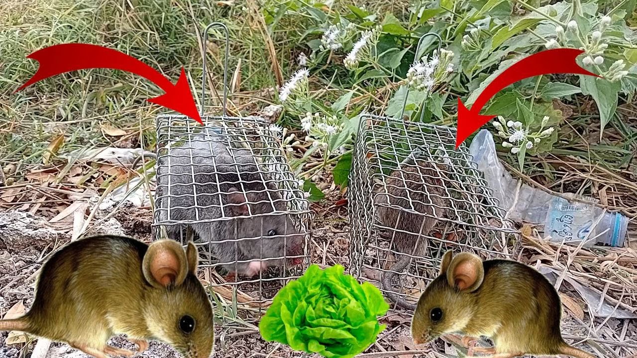 Rescue of trapped mice#mouse #snake #fish#crab#animals - YouTube
